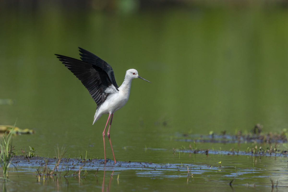 撮ってみな！ | GANREF