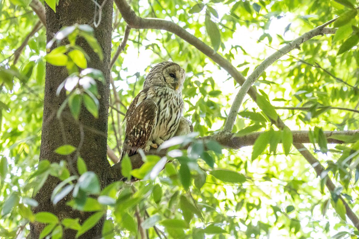 森の賢者 | GANREF