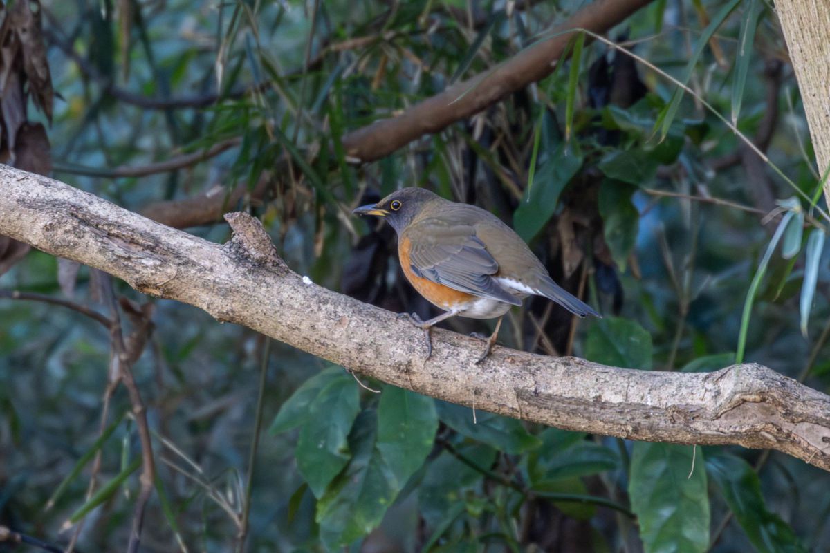 無断で撮らないでね！ | GANREF