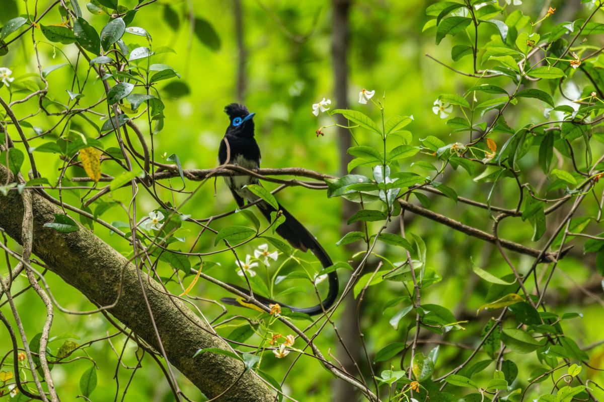 サービス満点のサンコウチョウ | GANREF