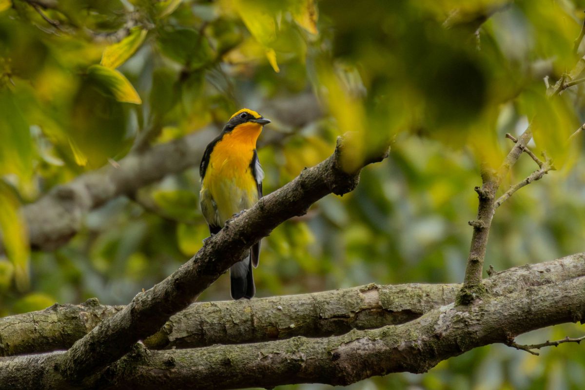 ダンディな男の子 | GANREF