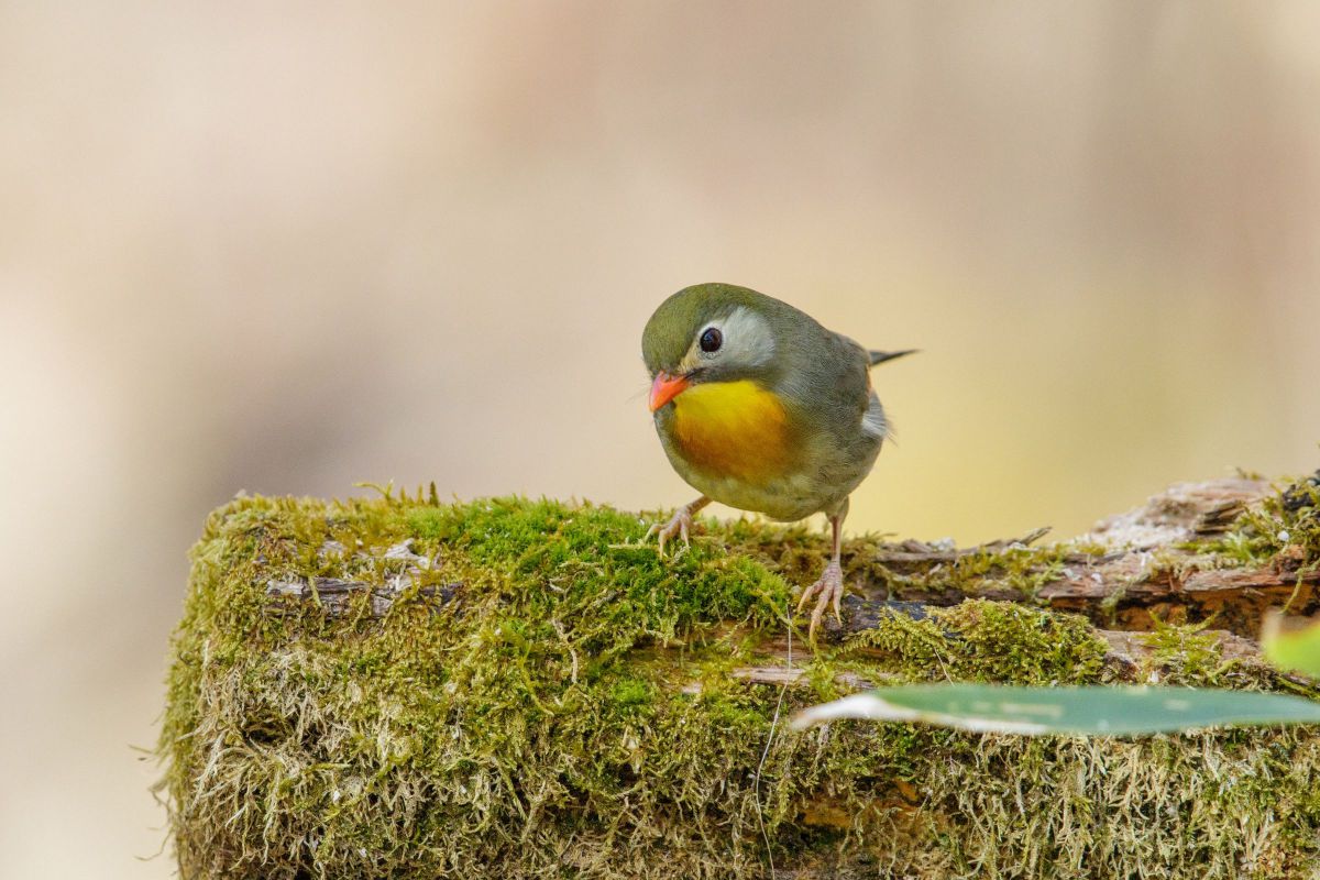 なんか気になるなあ | GANREF