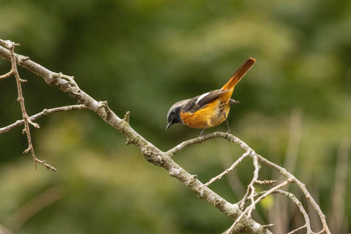 飛ぶけど撮れるかな？ | GANREF