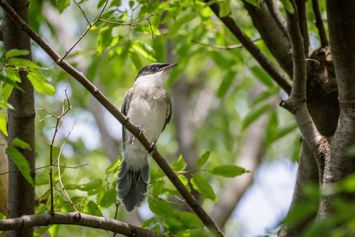 ママお腹空いたよ～ | GANREF
