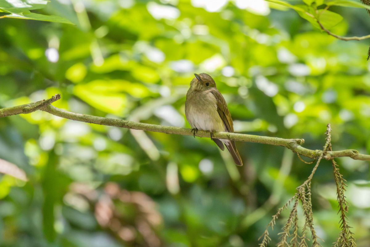 小首をかしげて | GANREF