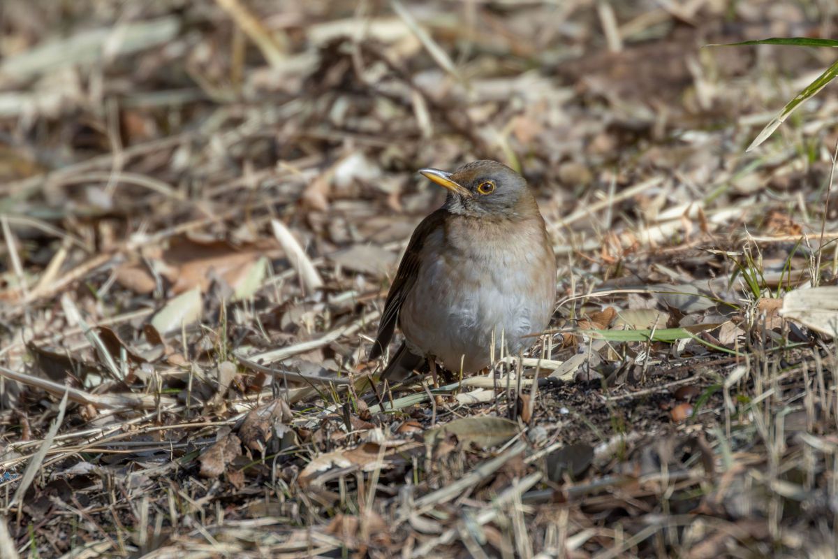 私も撮ってよ！！！ | GANREF