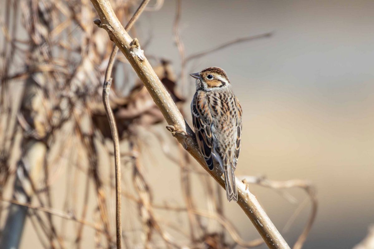 小さな主役 | GANREF