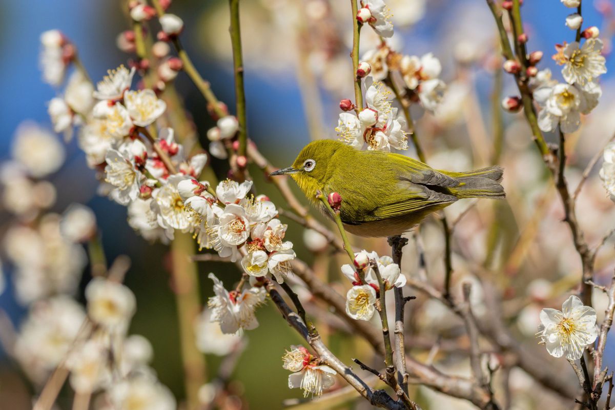 満開の梅にご機嫌！ | GANREF