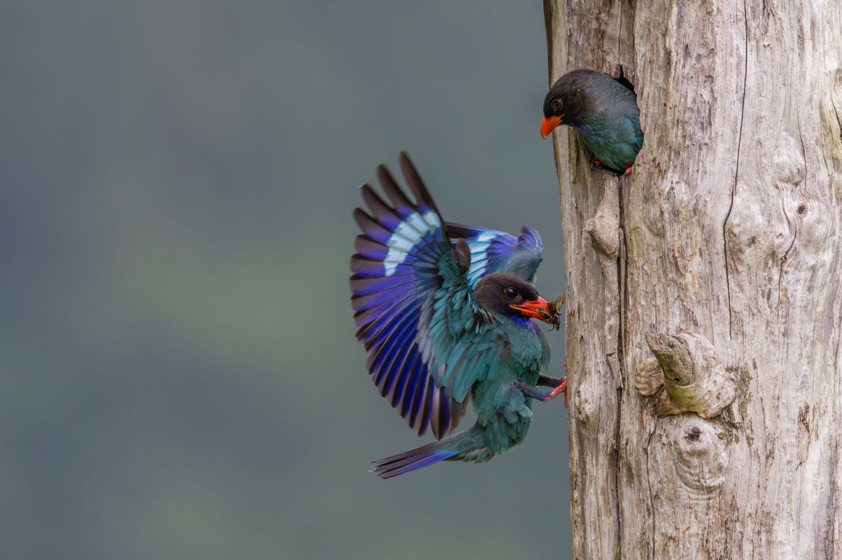 早く出てよ～～～ | GANREF