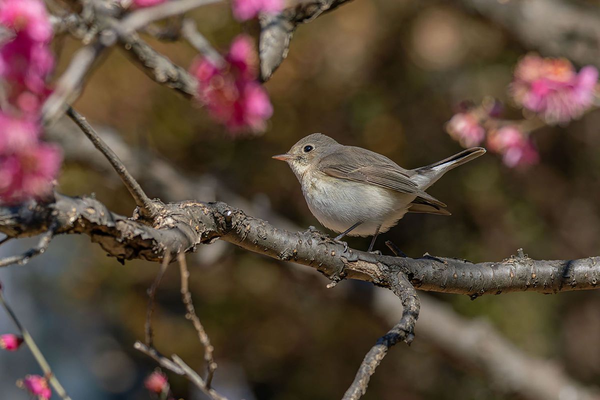 ニシオジロビタキも梅を愛でる | GANREF