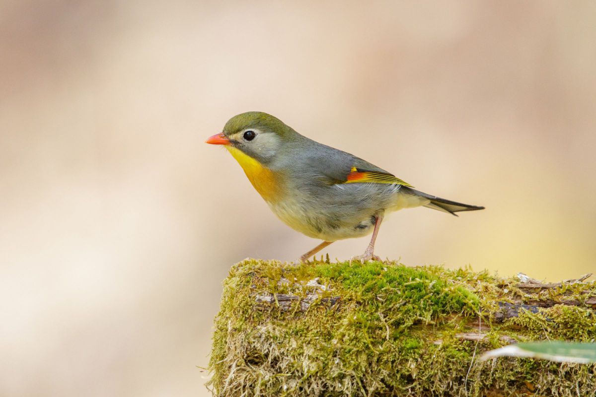 綺麗なのにね | GANREF