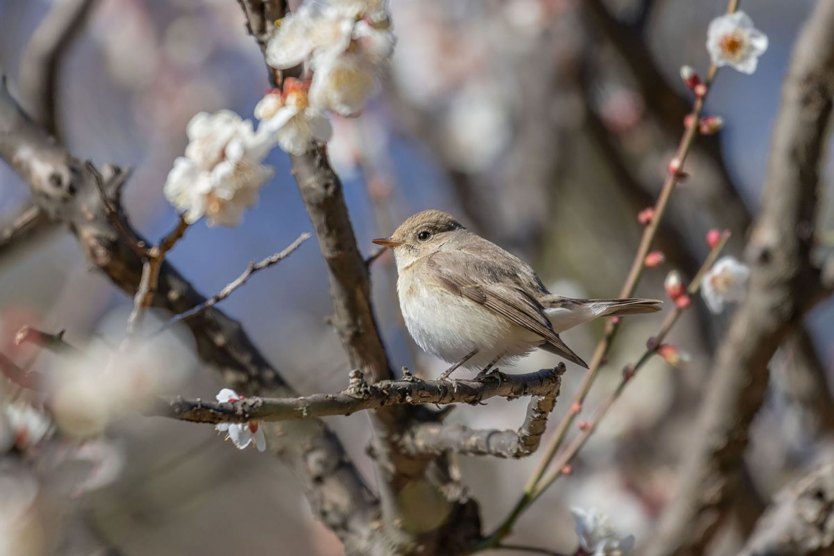 私は花の蜜には興味がないんだけど・・・ | GANREF