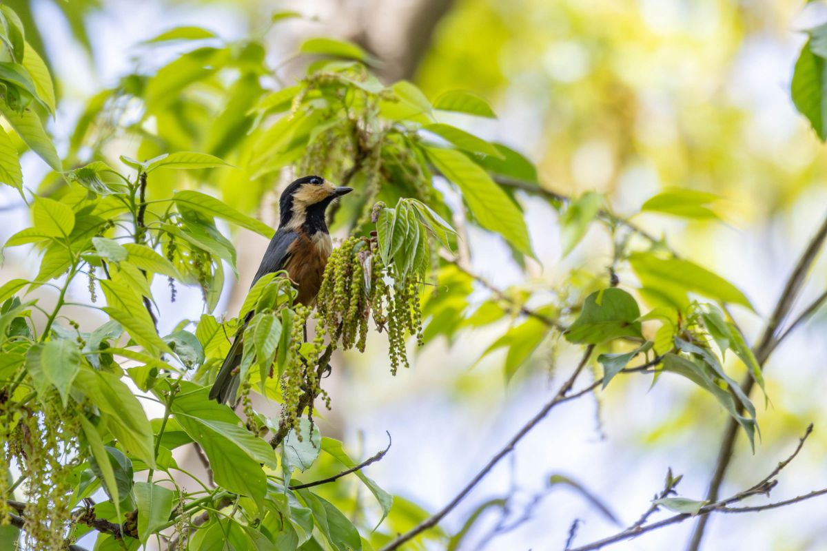 僕も撮っておいてね | GANREF