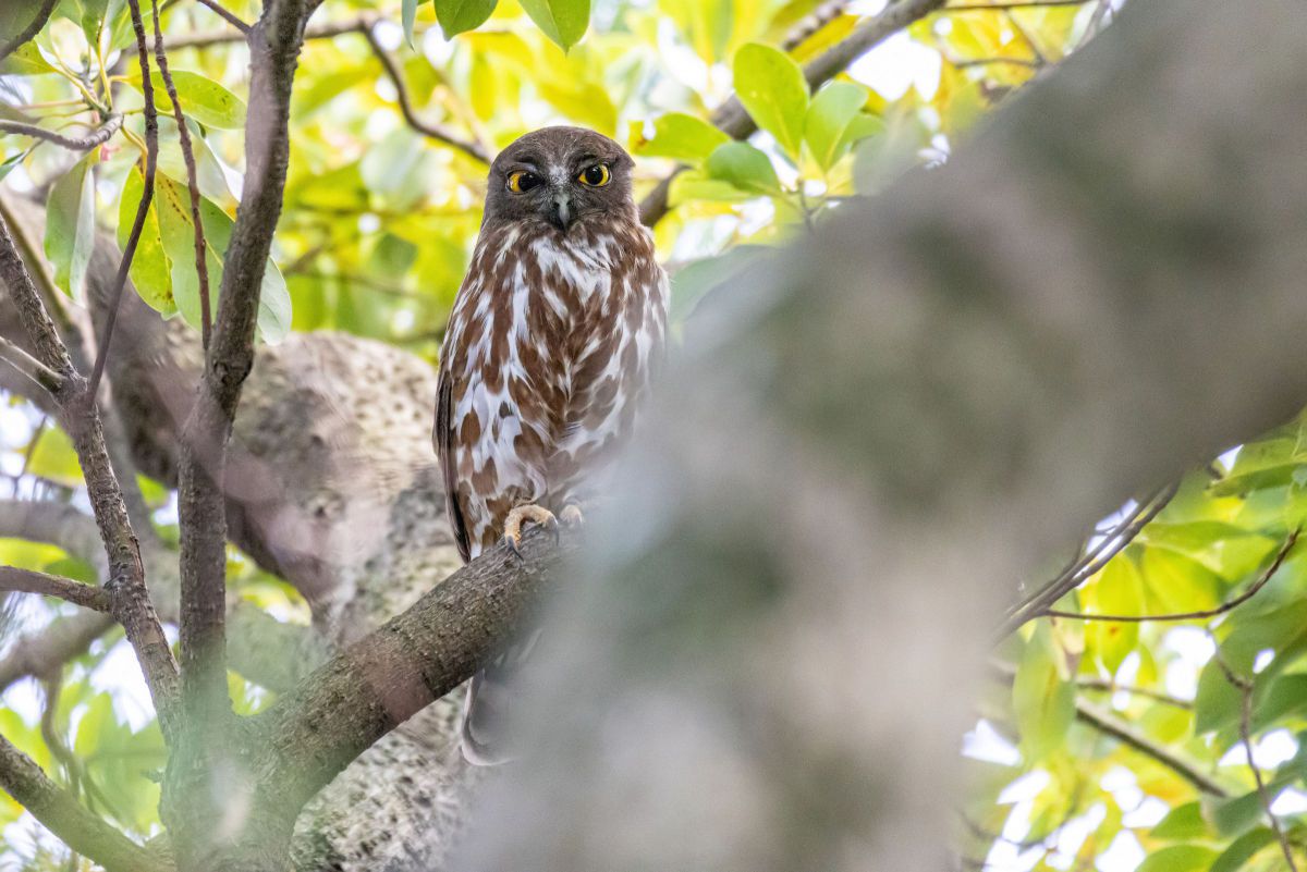 撮るな！ | GANREF