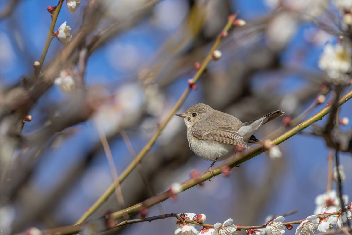 また会えるといいね！ | GANREF