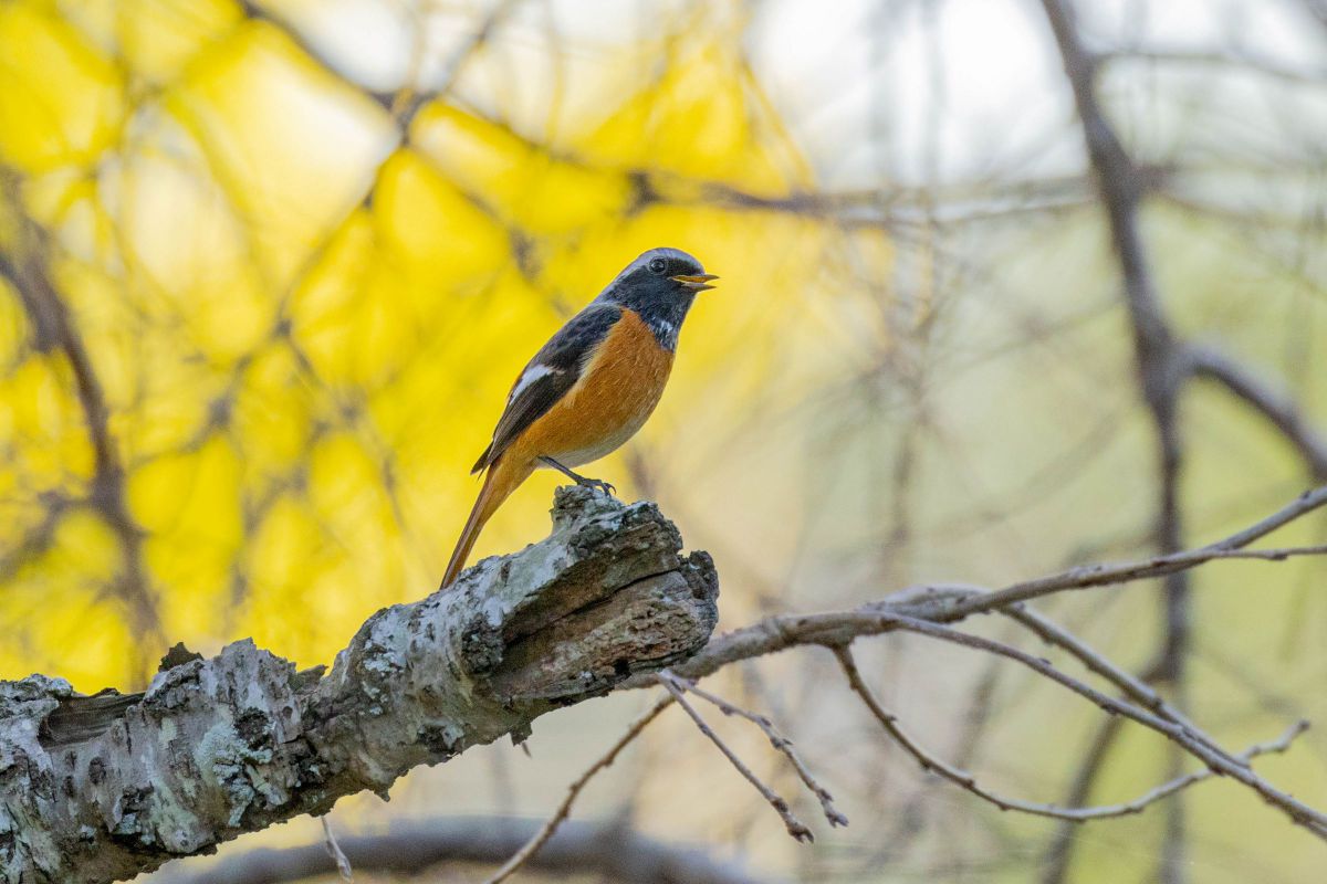 お帰り！ | GANREF