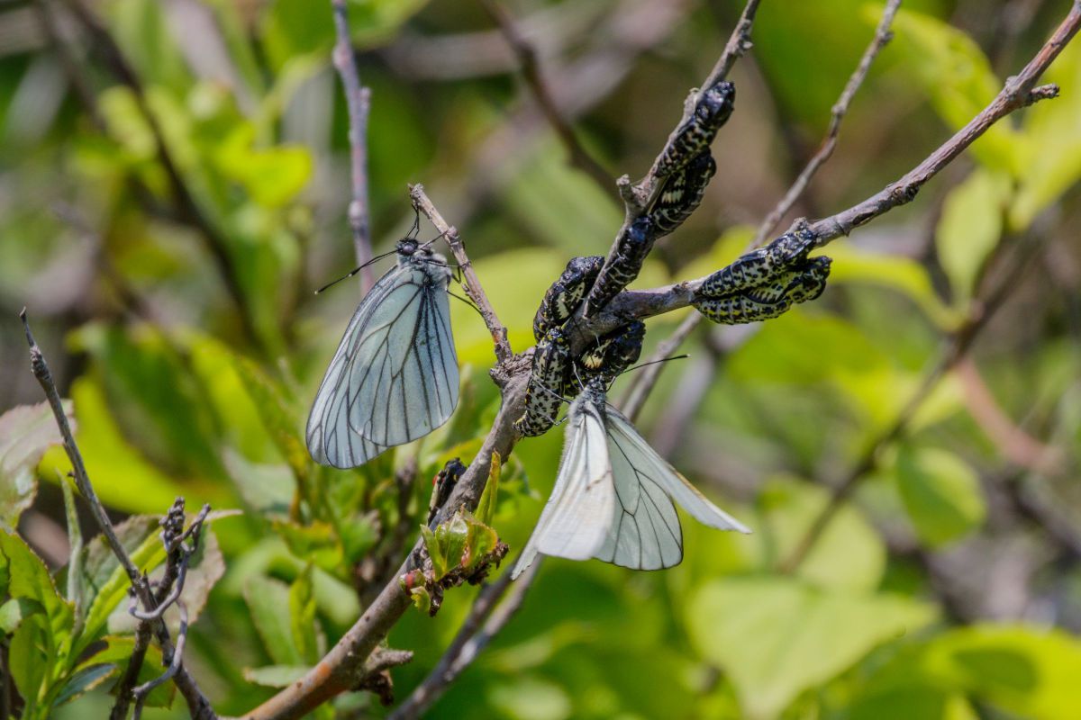遠征番外編・・・蝶 | GANREF