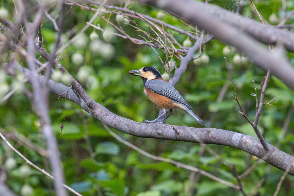 どこに隠そうかな | GANREF