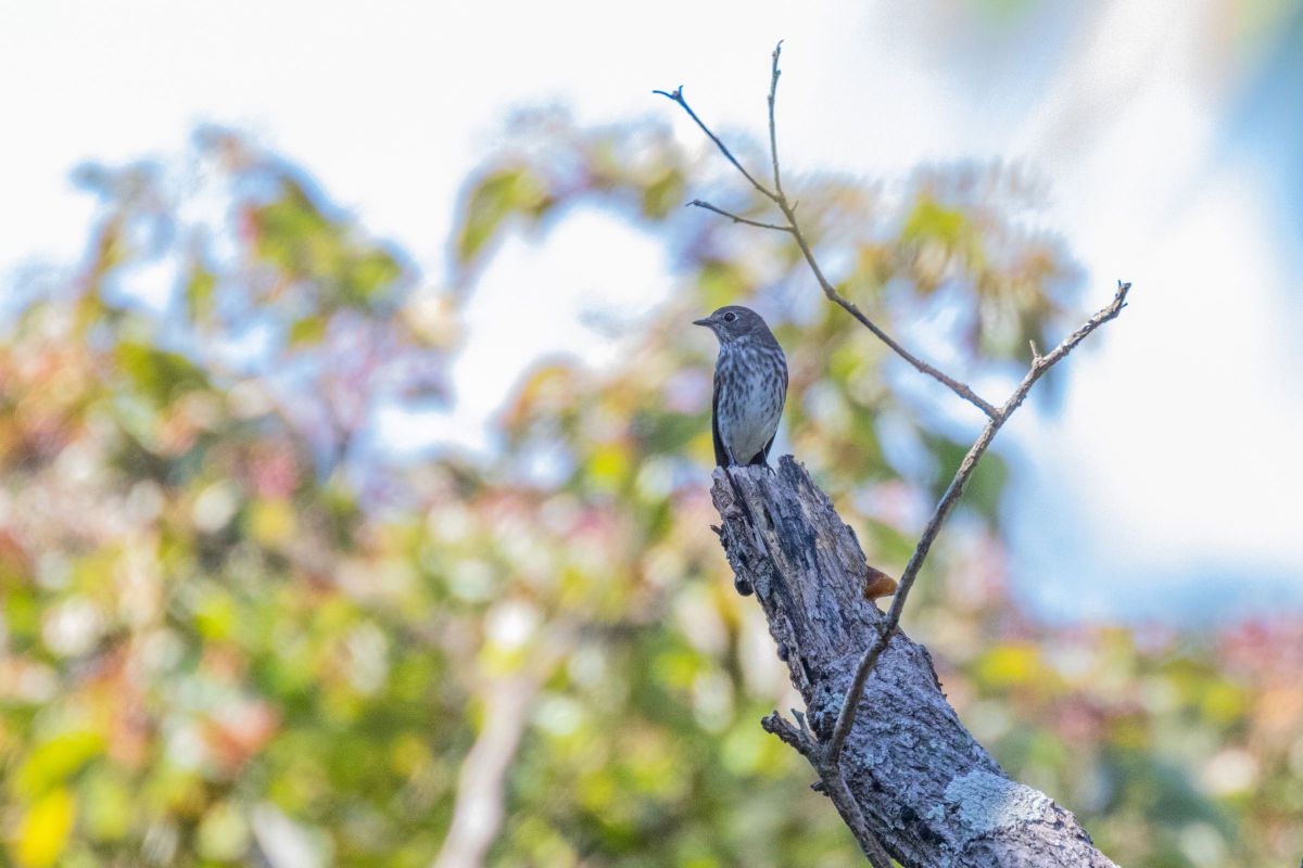 寂し気に | GANREF
