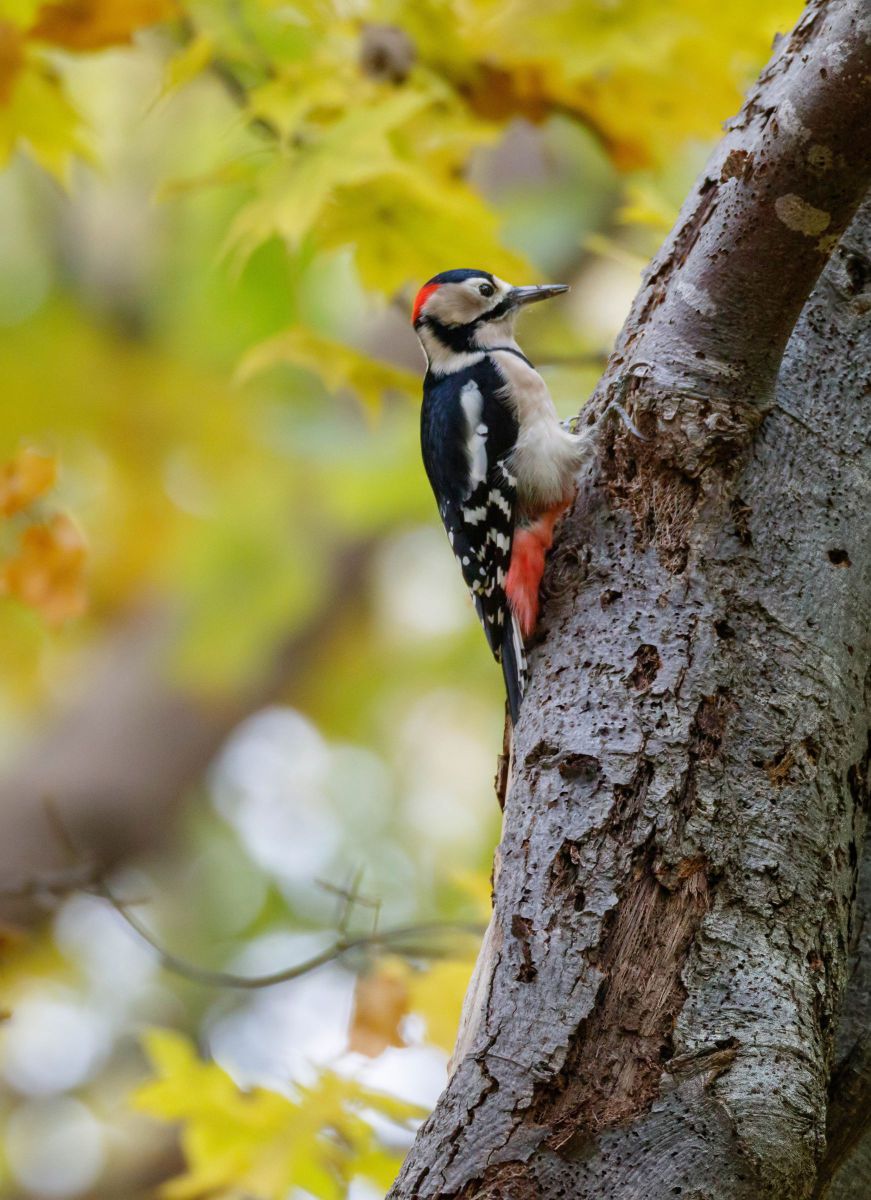 アキ（秋）ゲラ | GANREF