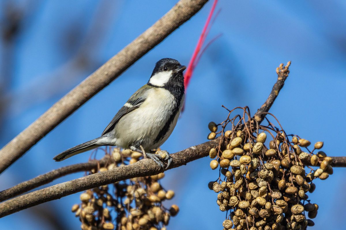 迷うなあ・・・ | GANREF