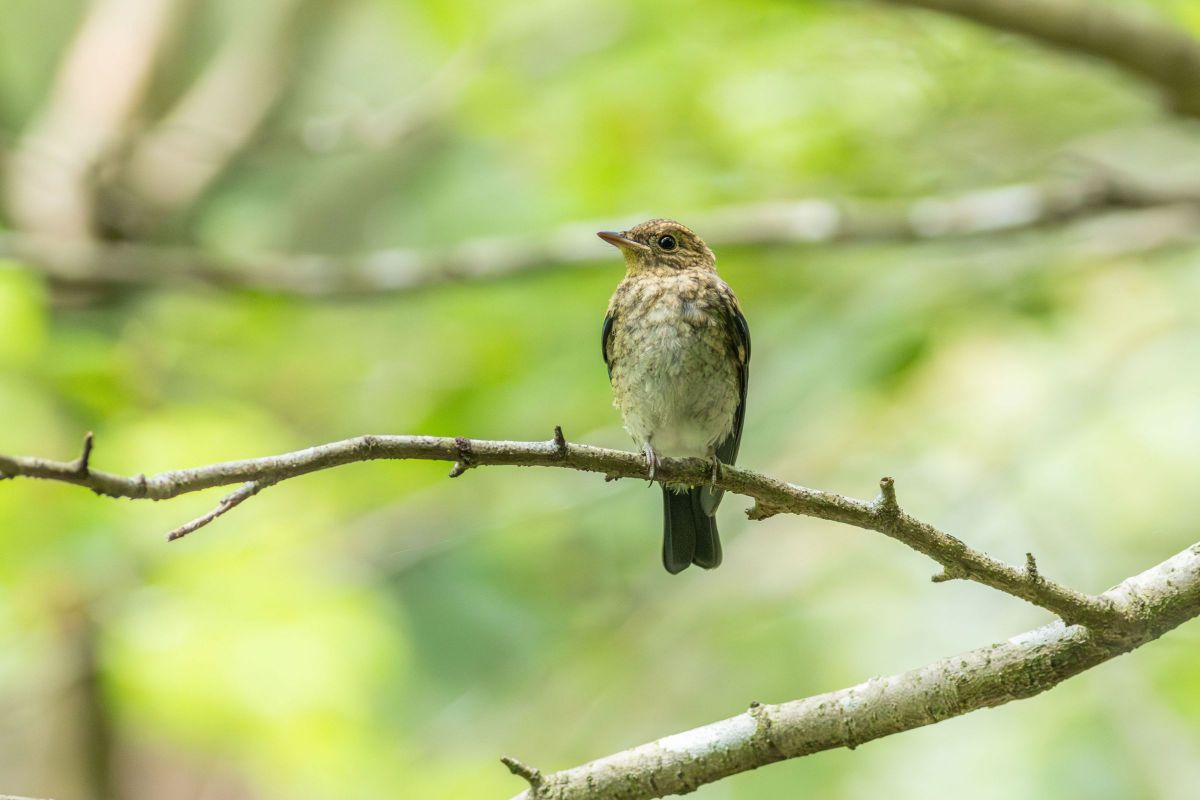 独り立ち | GANREF