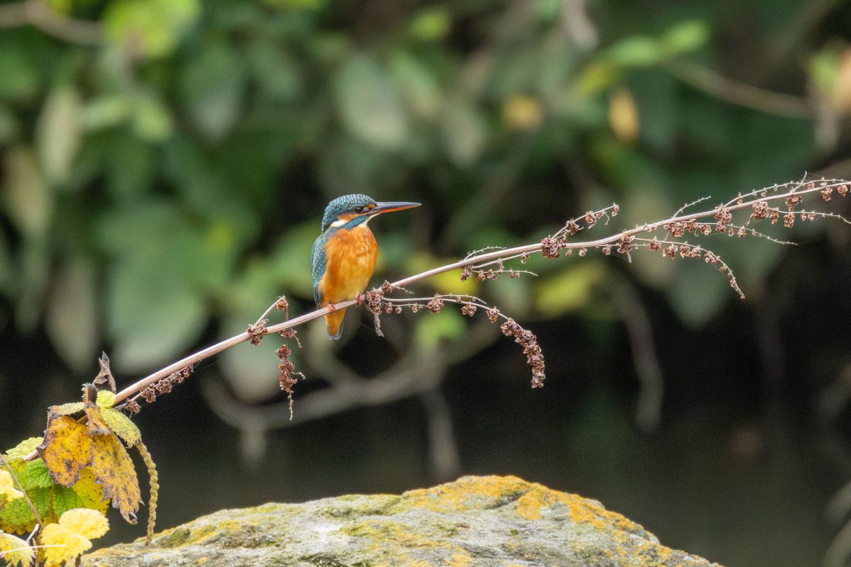 お腹が空いたよ | GANREF