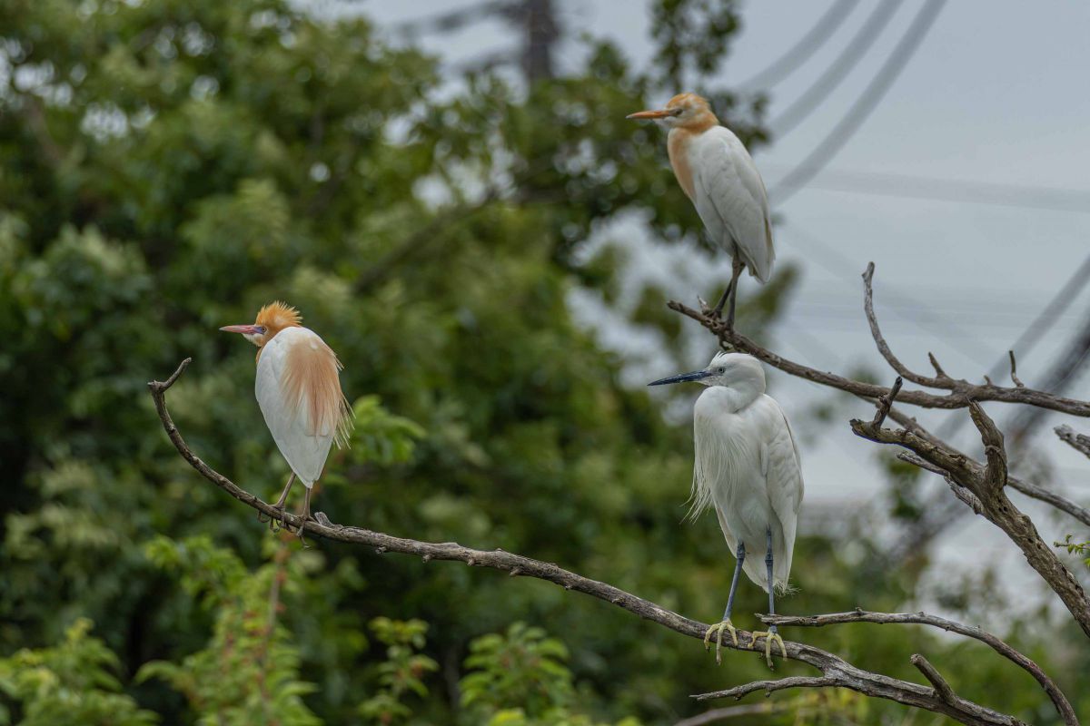 2：1の呉越同舟？ | GANREF
