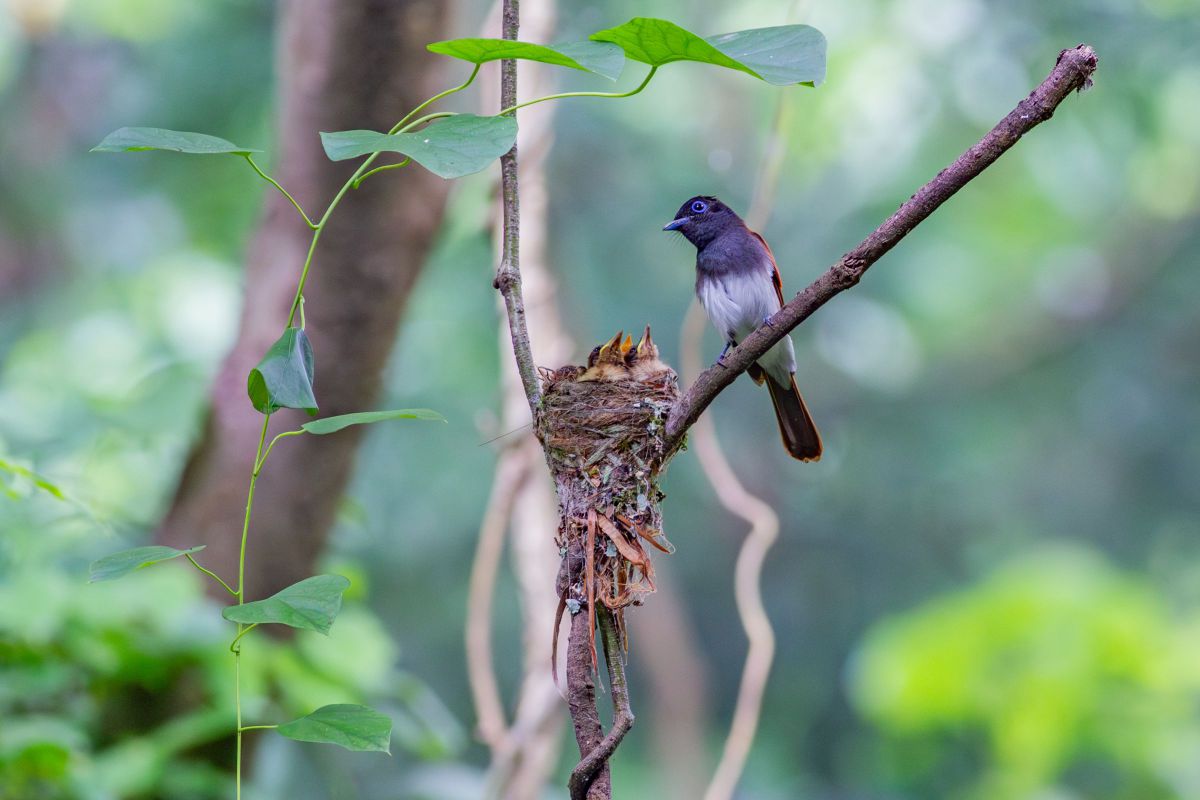 ママお腹空いたよ～～～（在庫整理） | GANREF