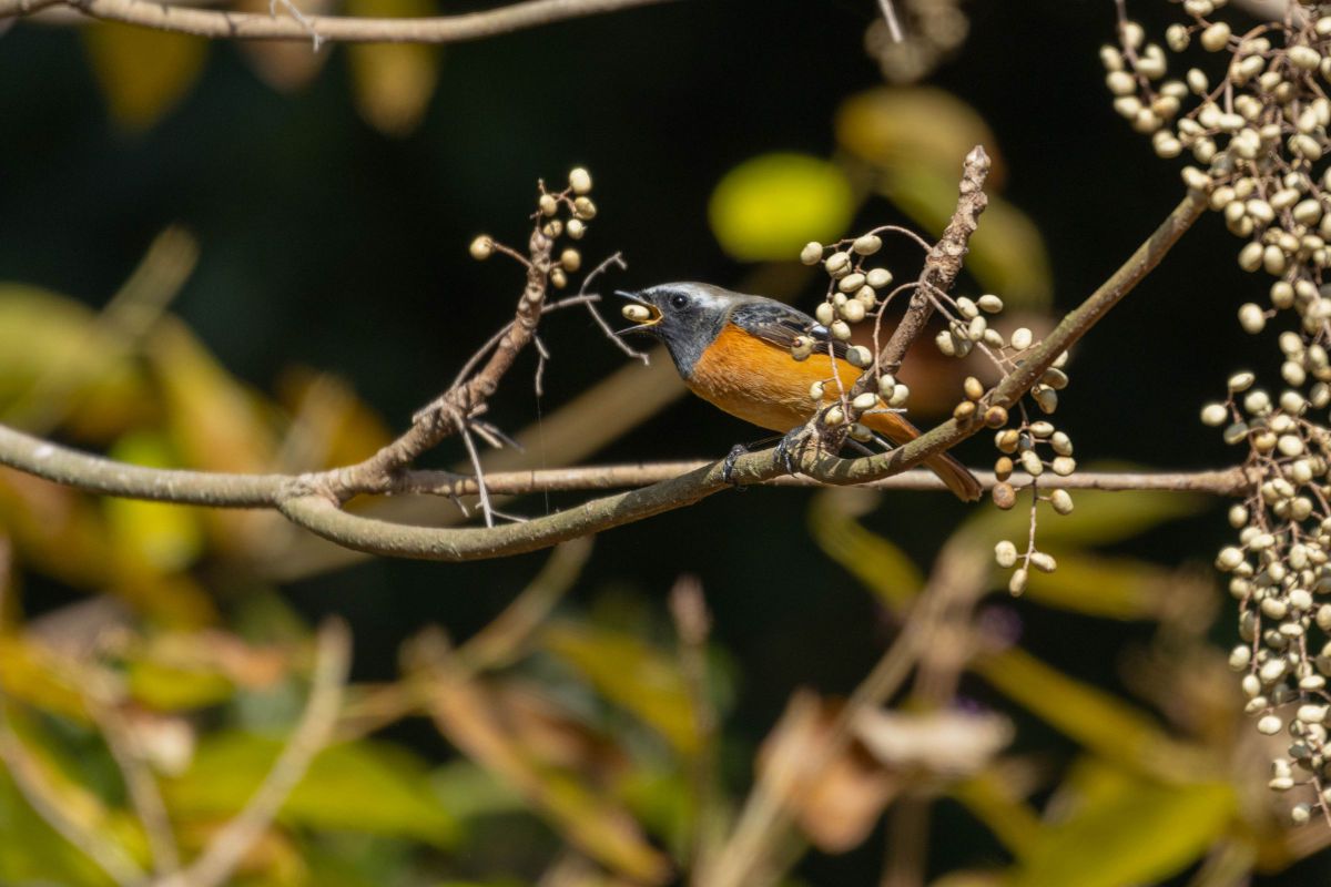 呑み込めるのかな？ | GANREF