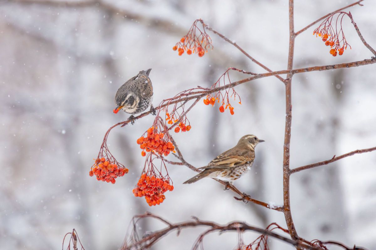 ツグミ仲間 | GANREF