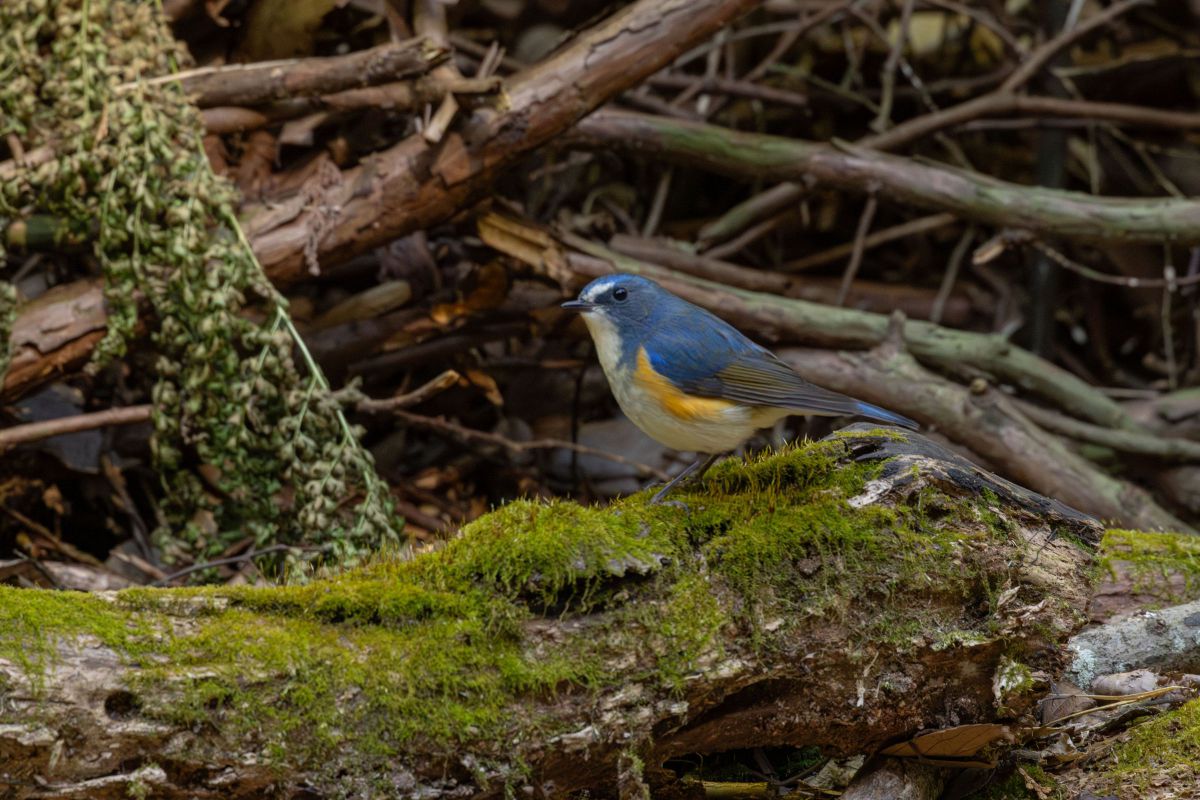 苔むすお立ち台で | GANREF