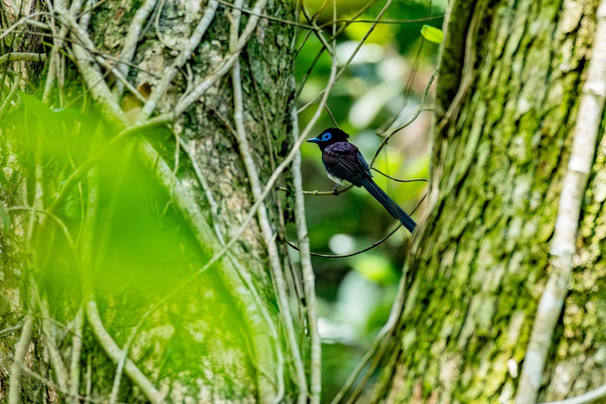 僅かな隙間から・・・ | GANREF