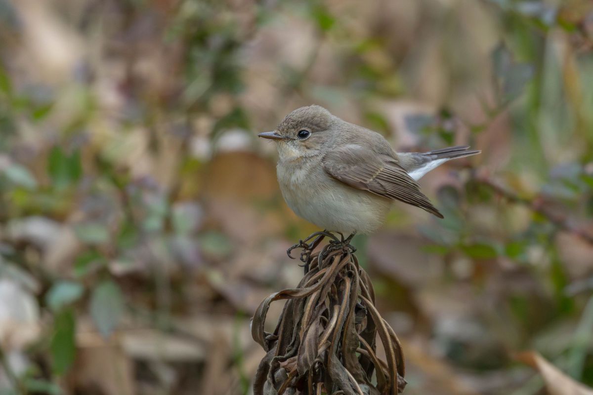 撮ってもいいよ | GANREF