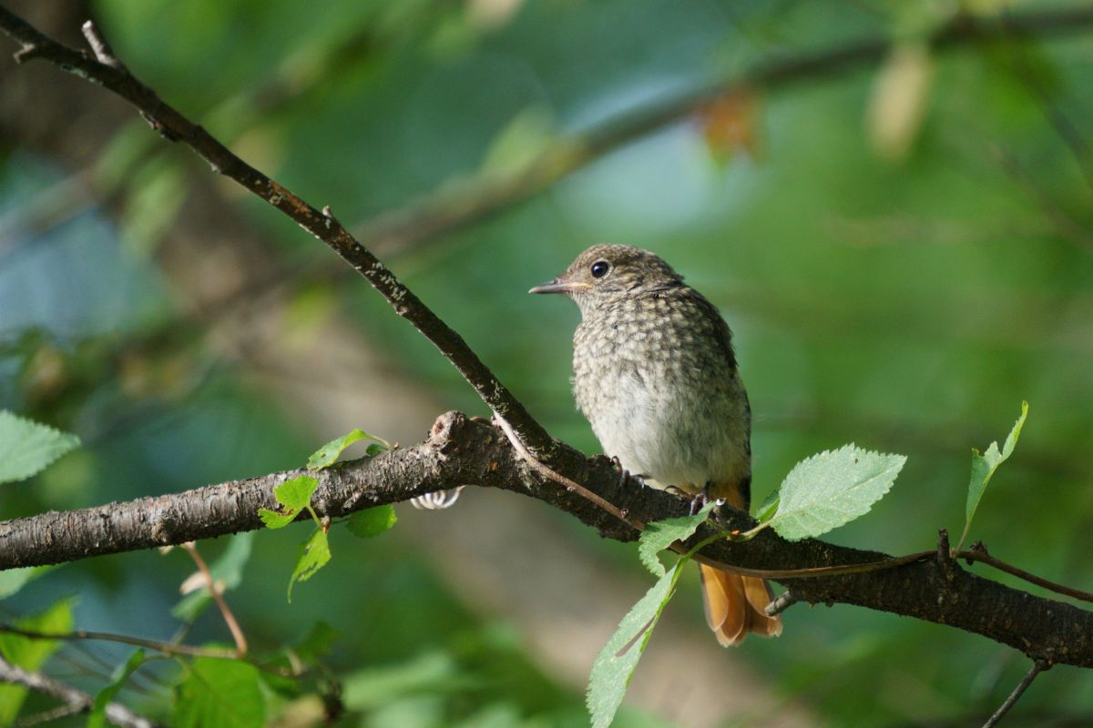 Baby bird Ⅱ | GANREF