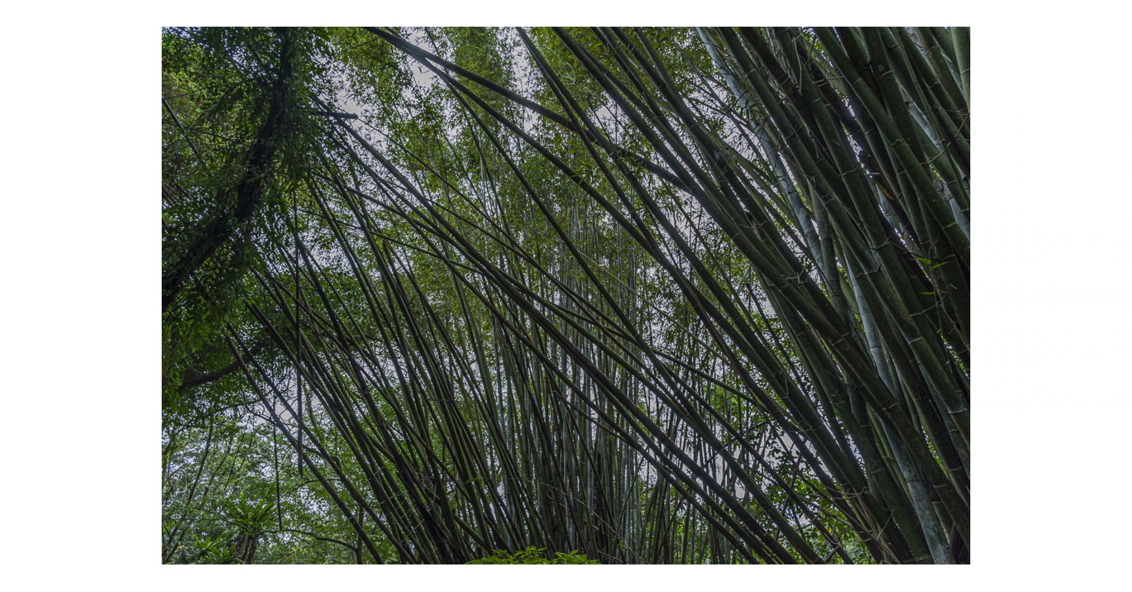 Bamboo in Taipei | GANREF