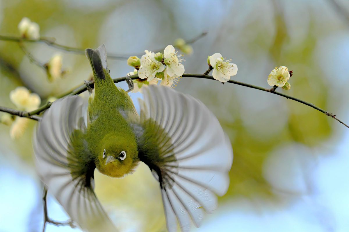 Spring Hunter | GANREF