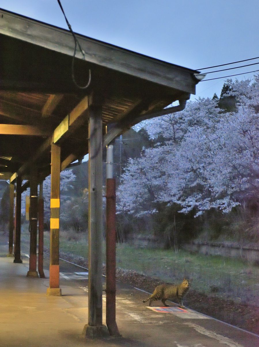 嗚呼、猫神様 」 | GANREF