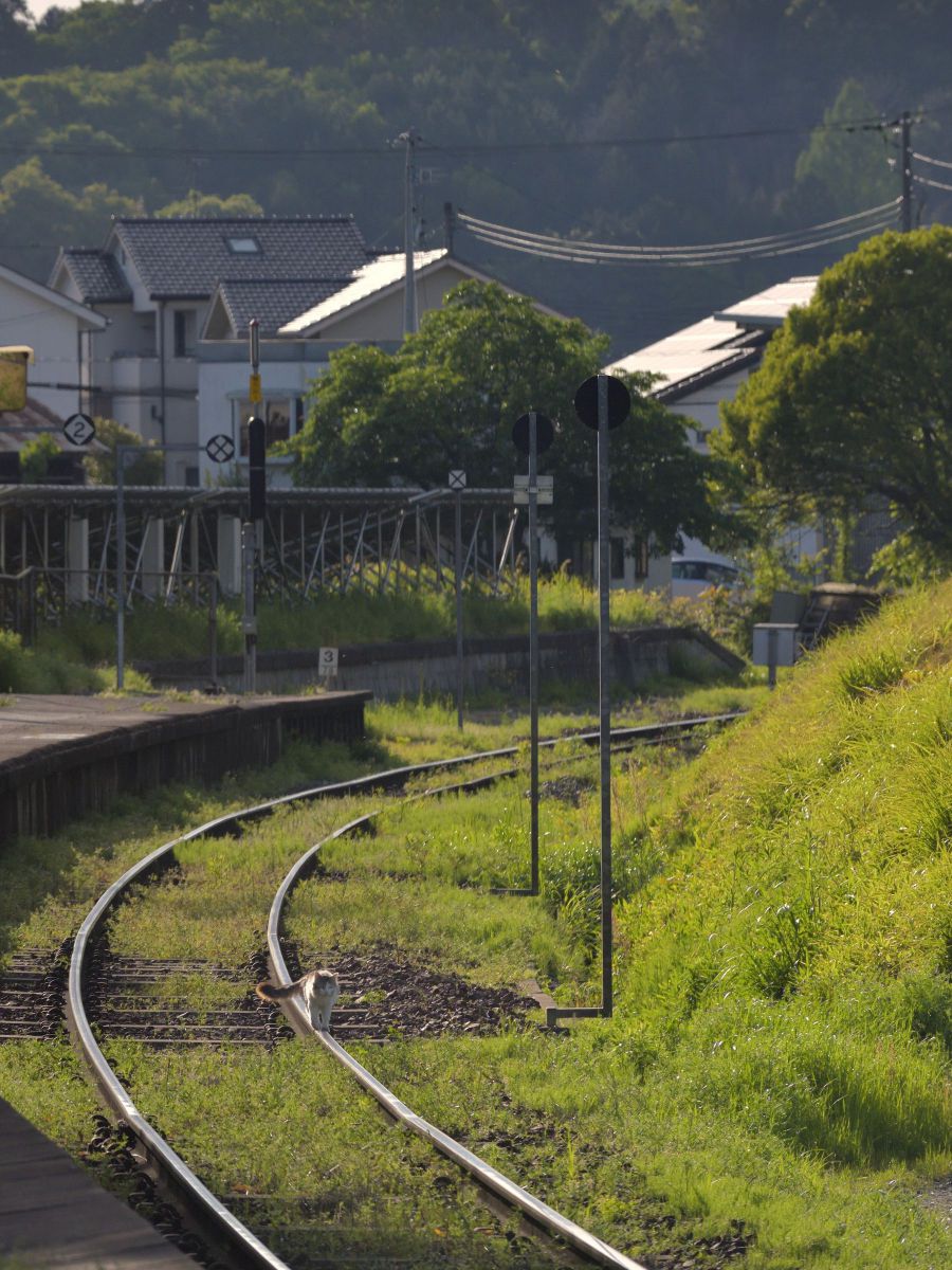 夕刻のパトロール 」 | GANREF
