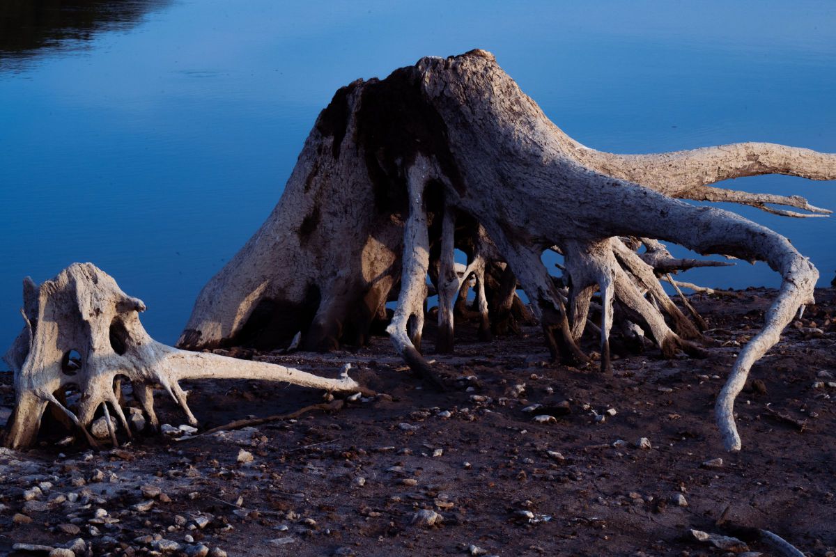 woody alien | GANREF