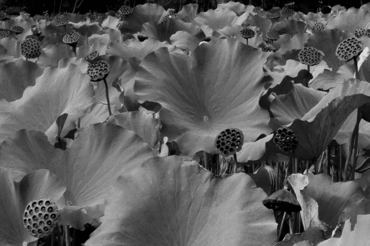 盛夏が過ぎてBW | GANREF