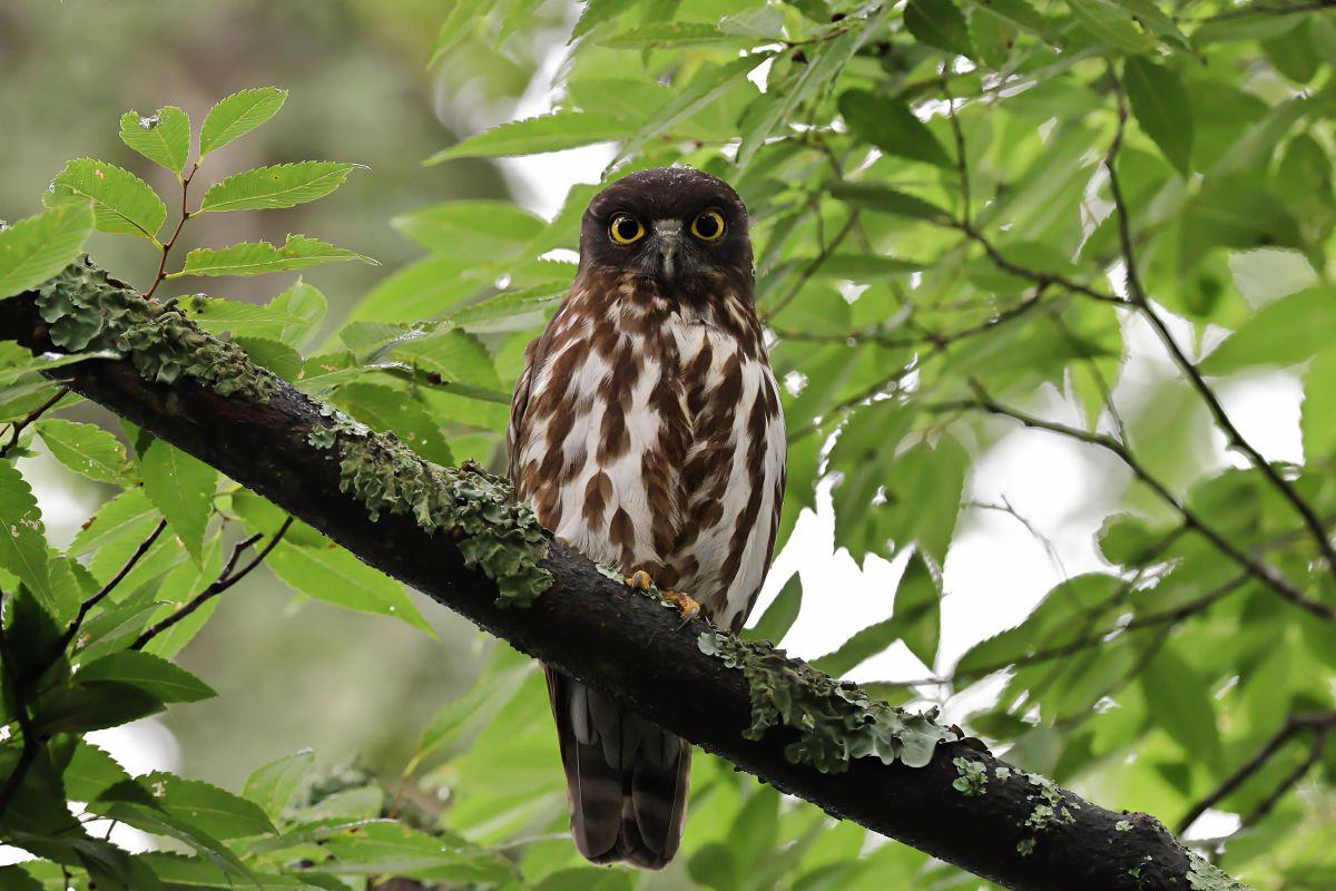 アオバズク | GANREF