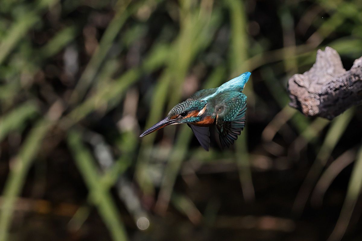 飛び出し | GANREF