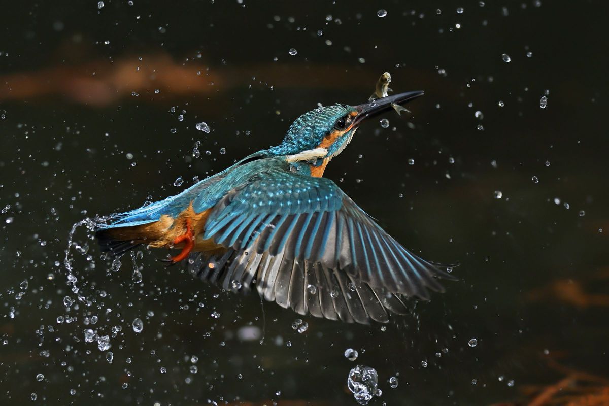 カワセミ離水 | GANREF