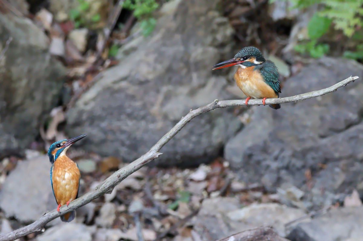 カップル | GANREF