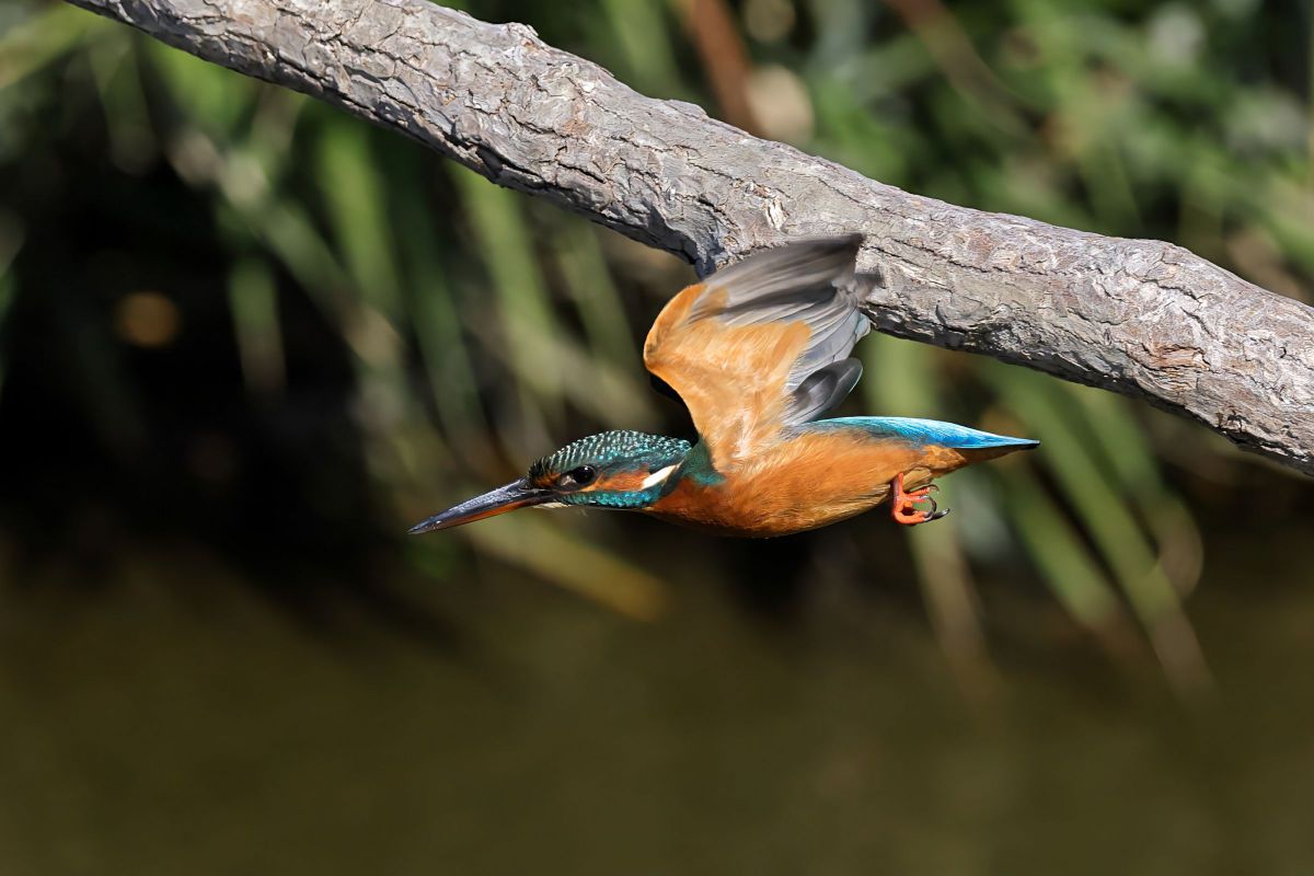 飛び出し | GANREF