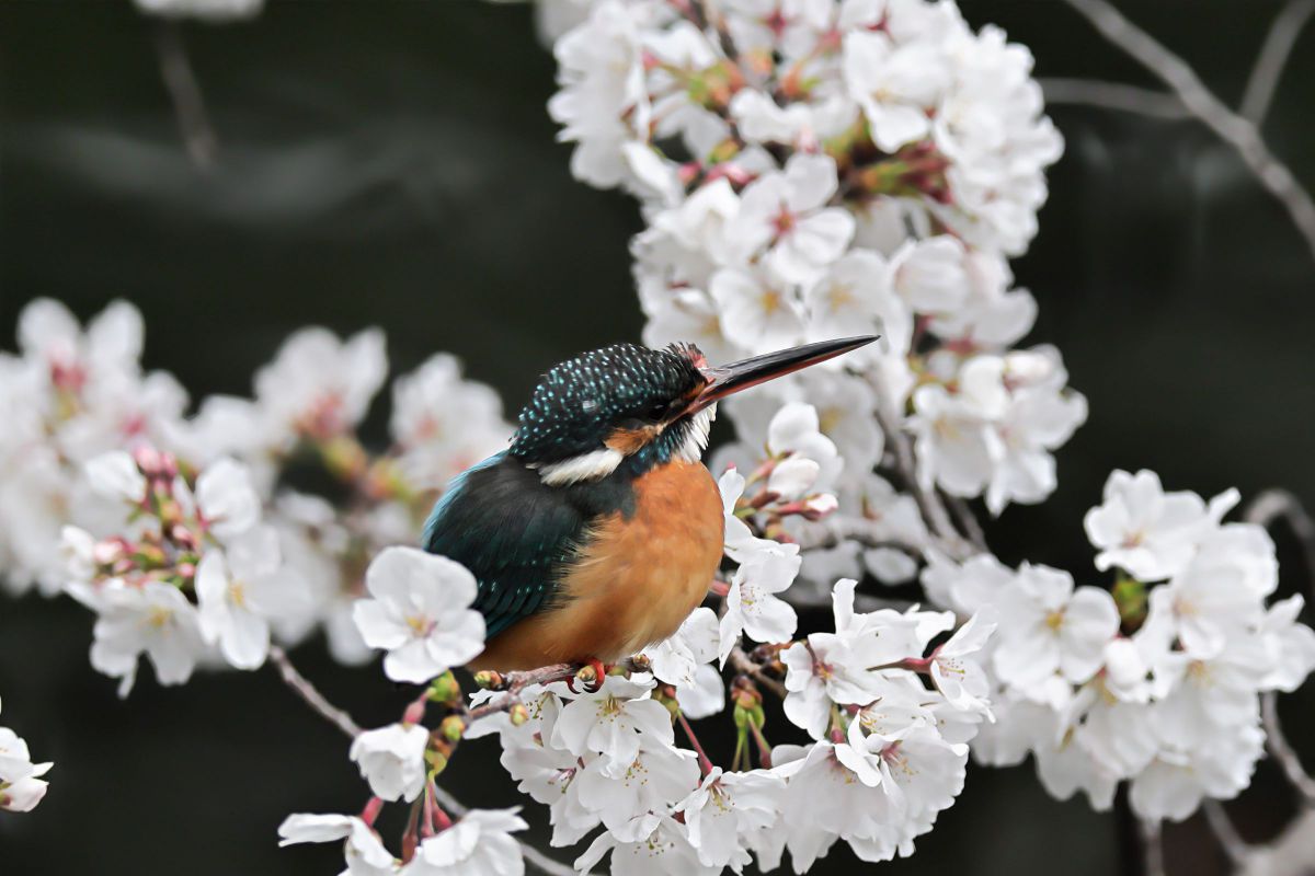 2025年桜カワセミ | GANREF