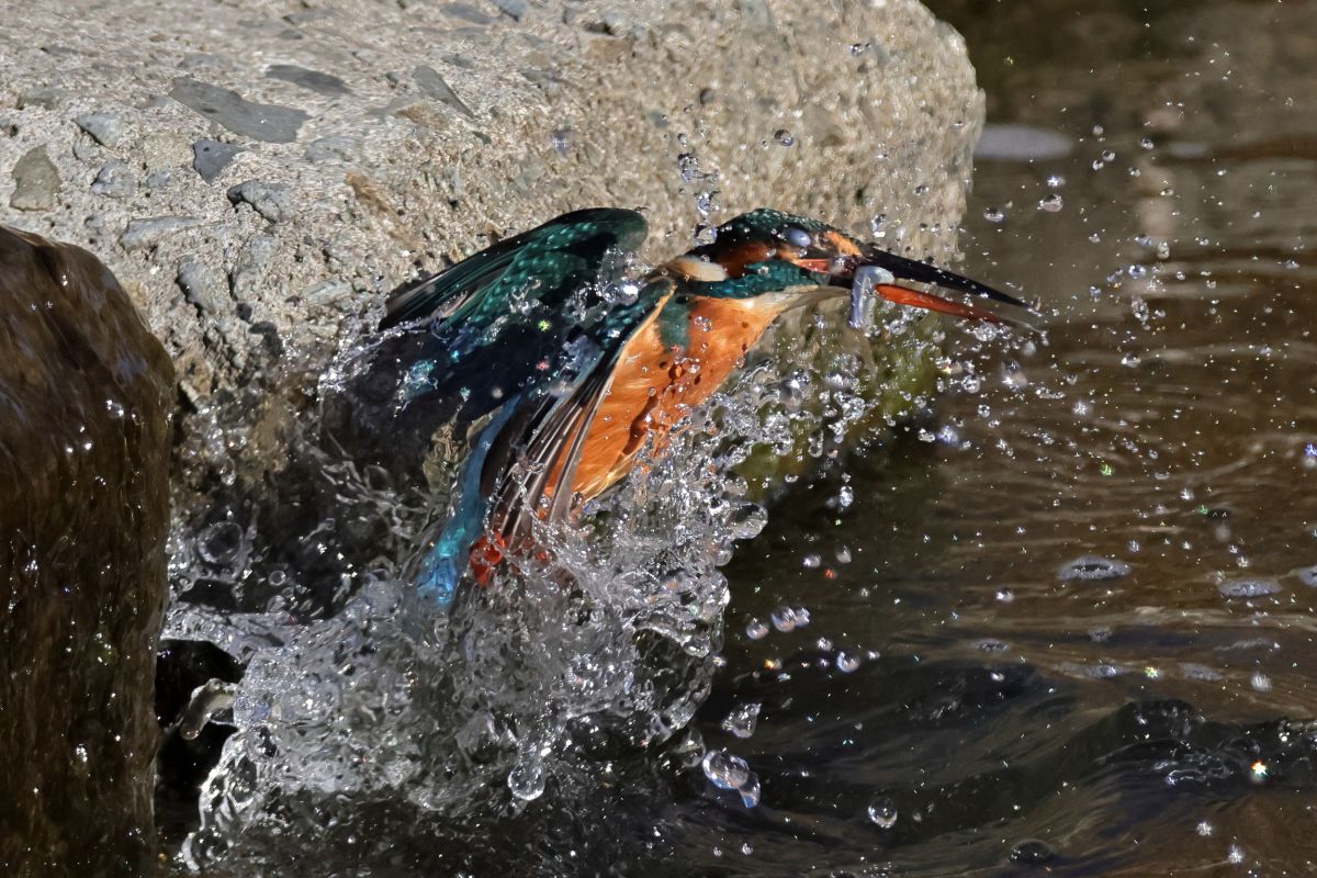 カワセミ | GANREF