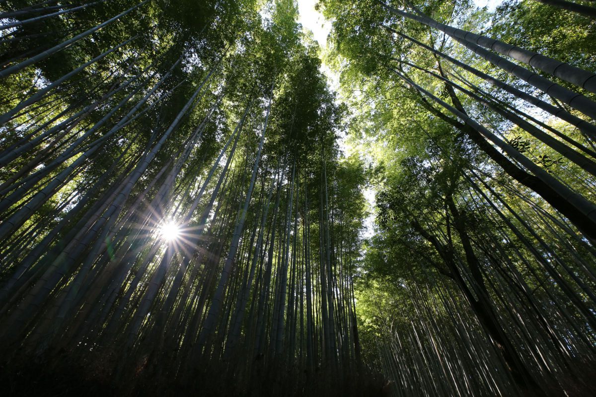 IMG_2351.JPG | GANREF