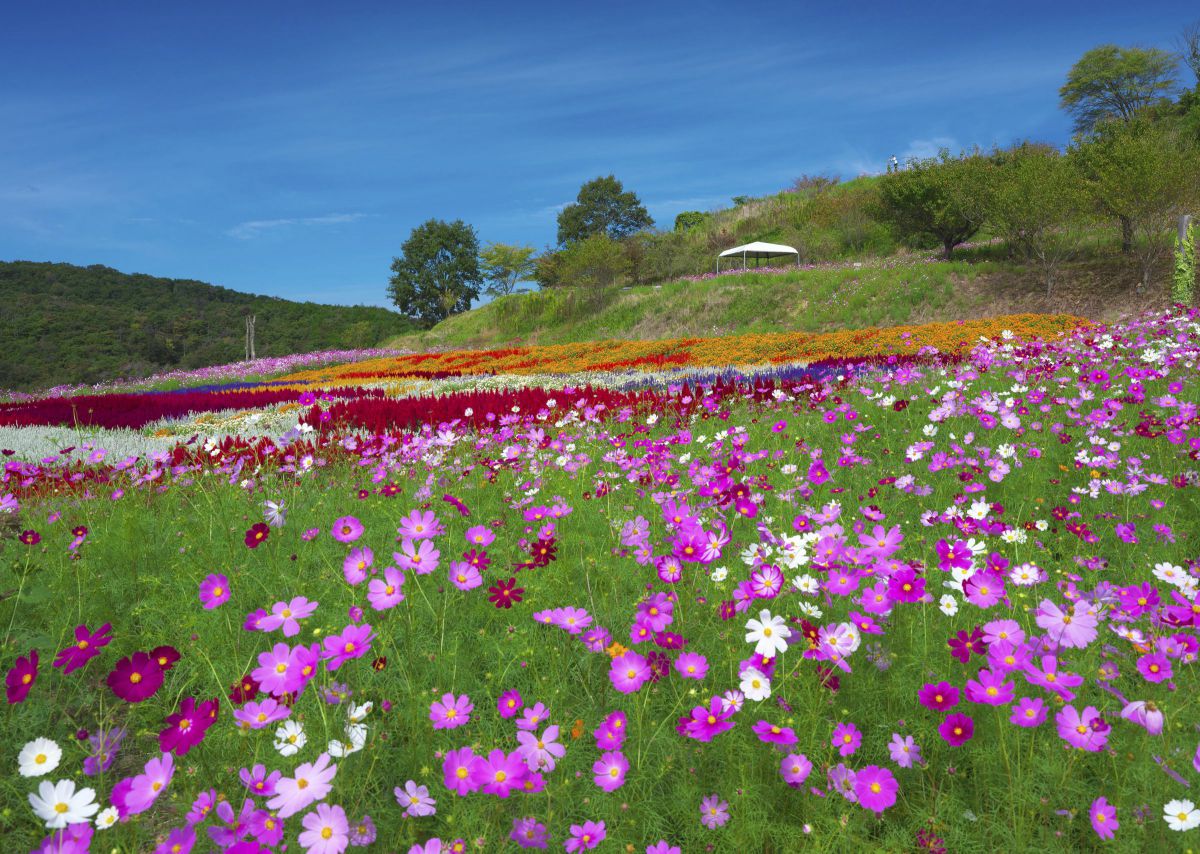 頂上からの眺めー^0^￥ | GANREF